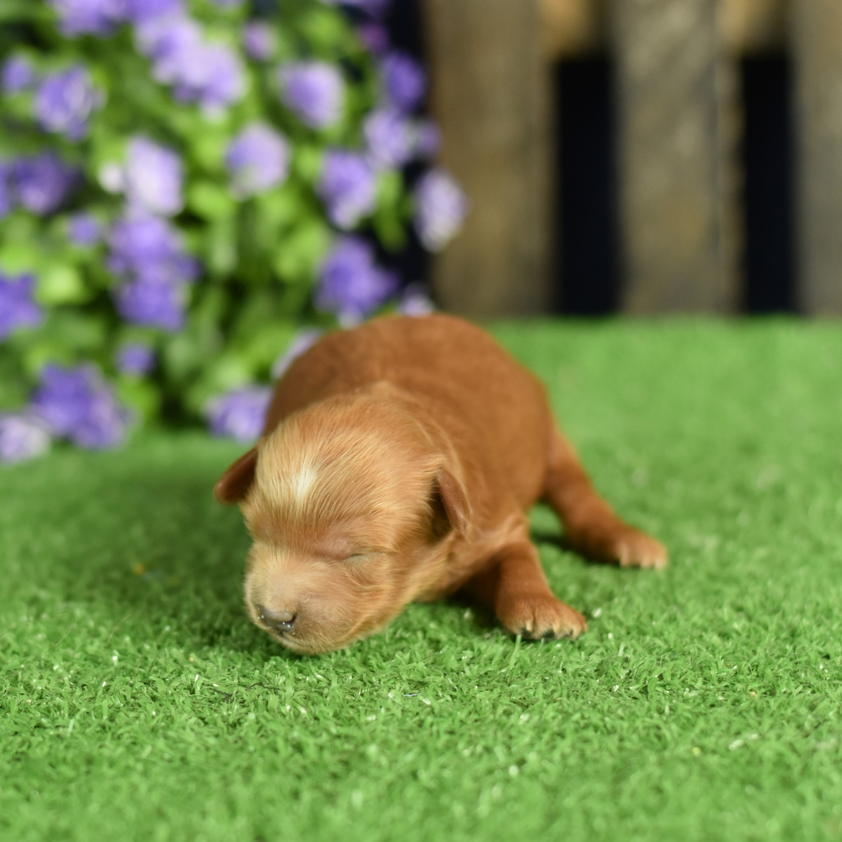 Becky 1 - Our Dogs