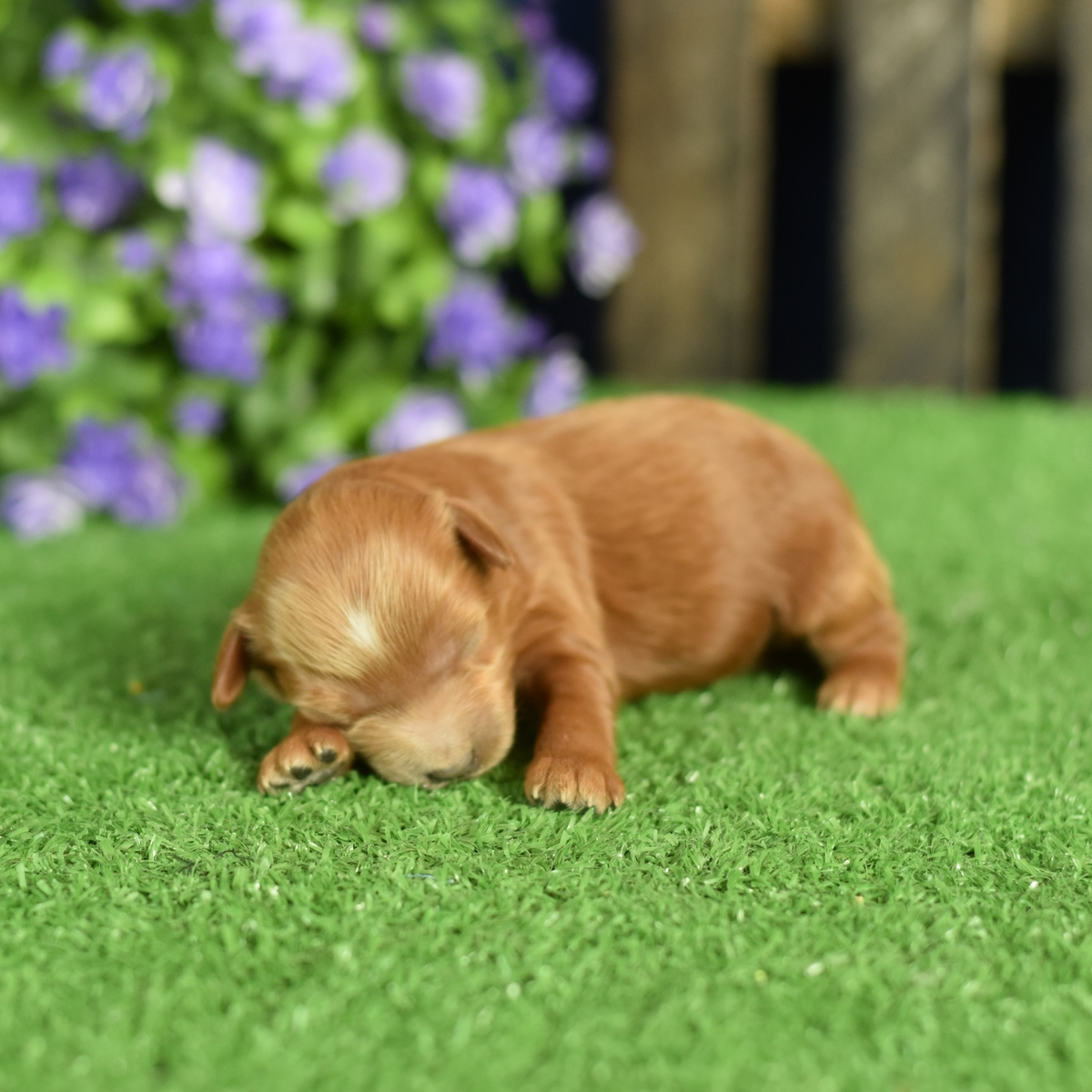 Becky 1 - Our Dogs