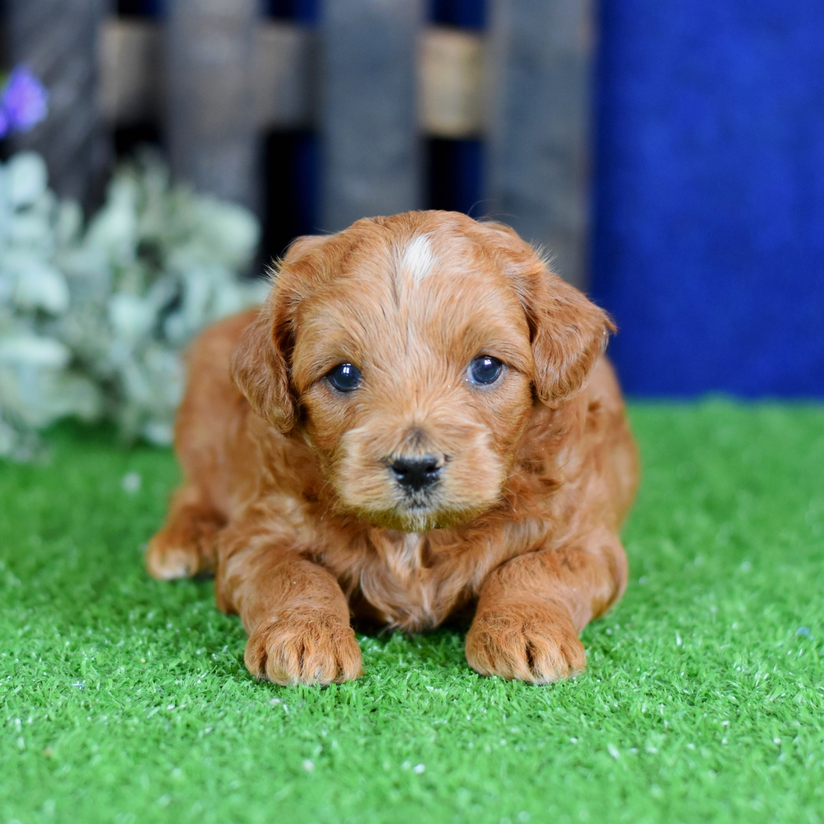 Becky 1 - Our Dogs