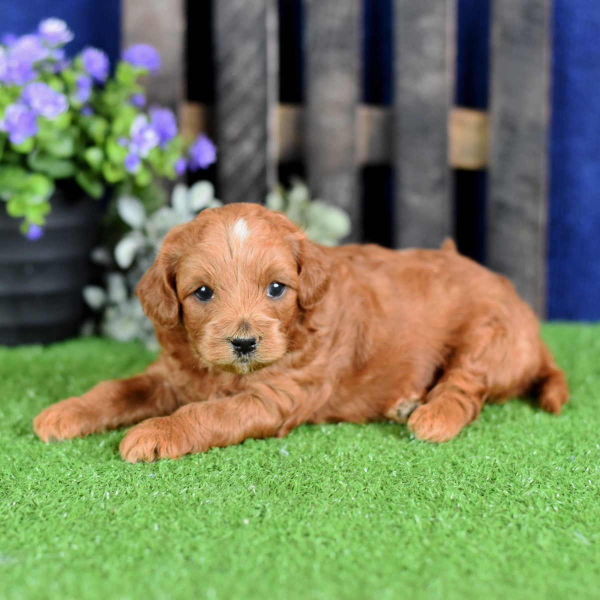 Becky 1 - Our Dogs
