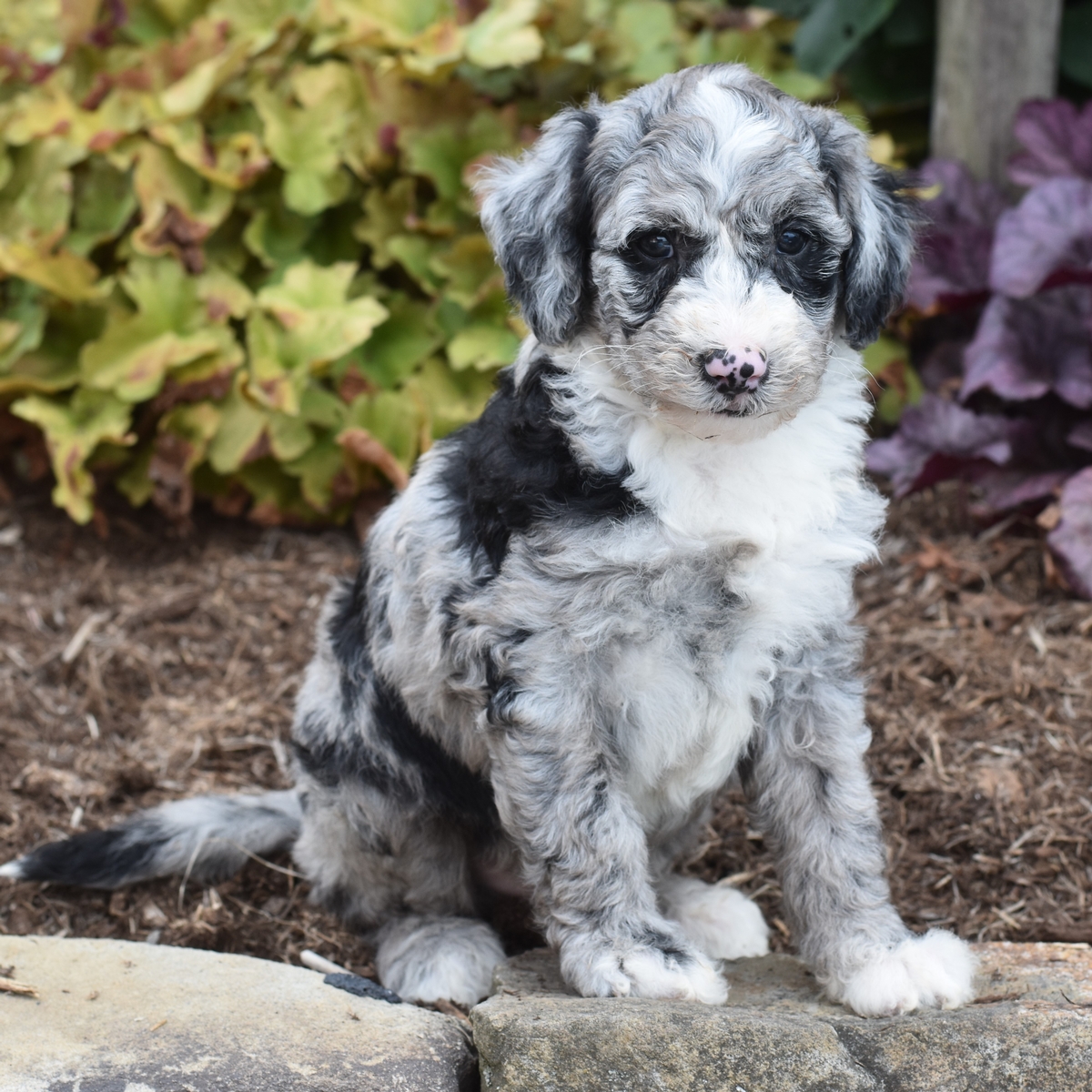 Blake - Our Dogs