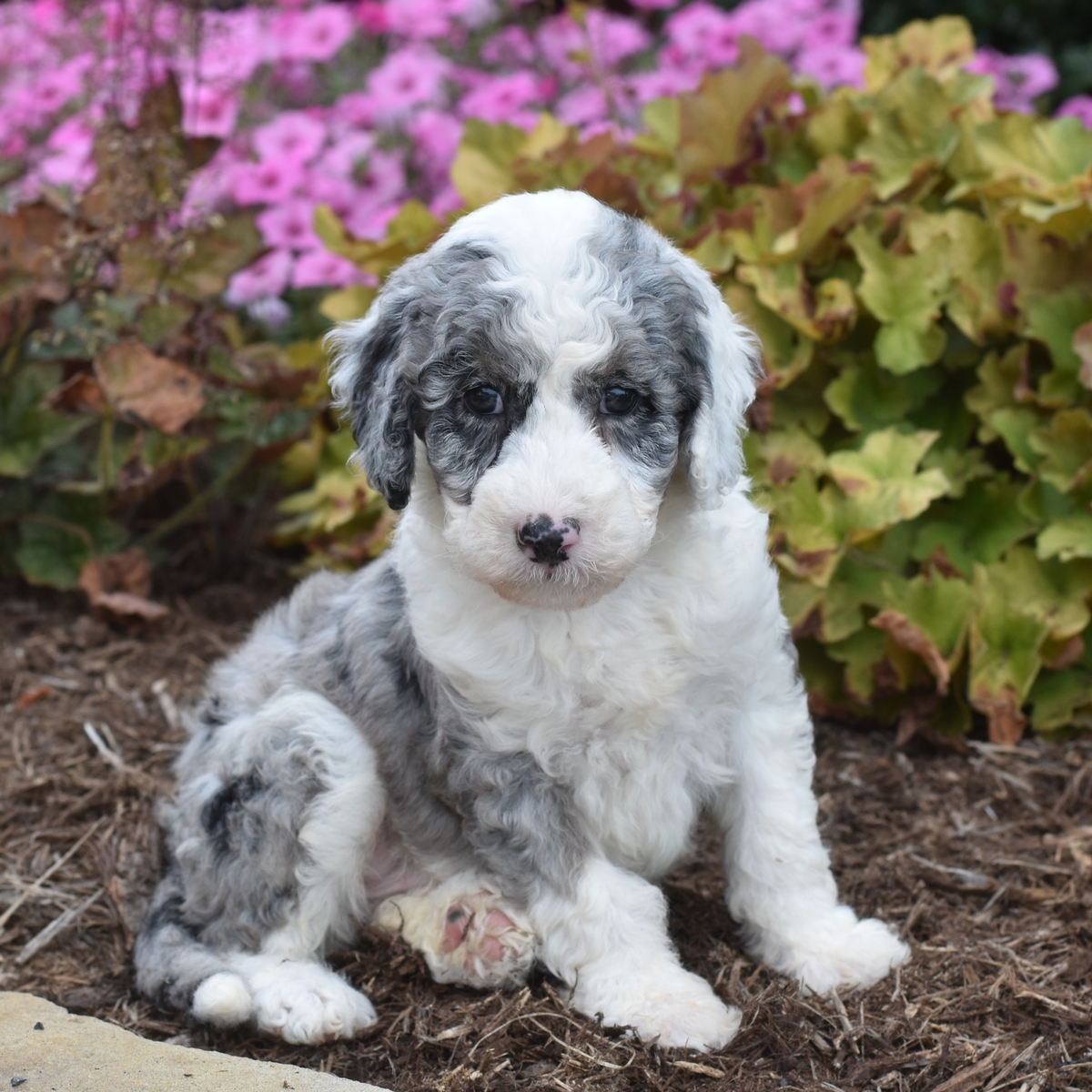 Bryce - Our Dogs