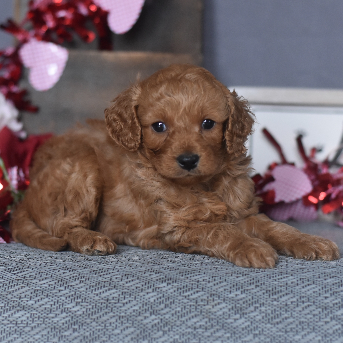 Caramel - Our Dogs
