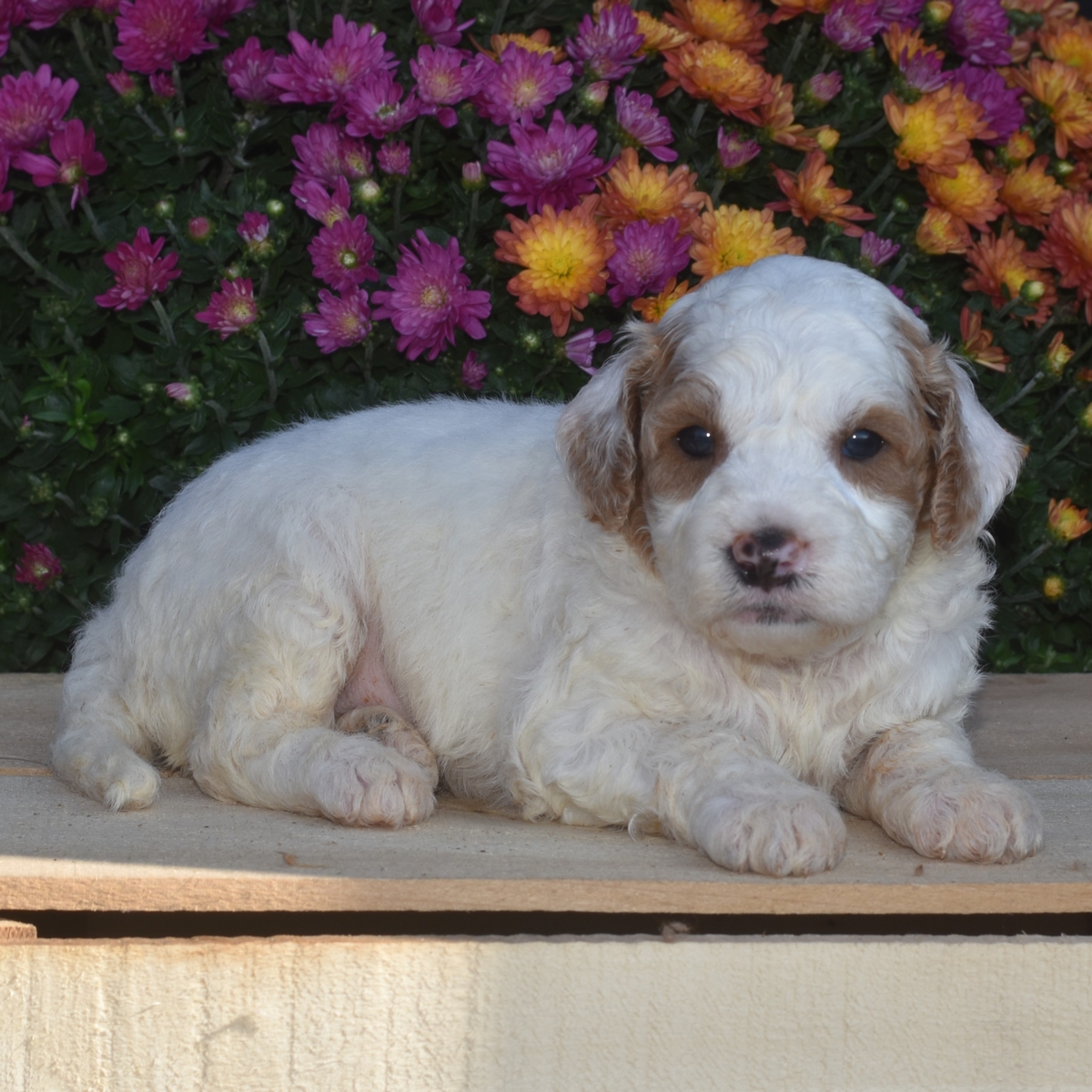 Flint - Our Dogs