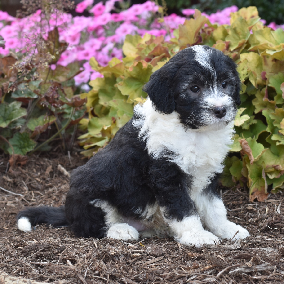 Gunter - Our Dogs